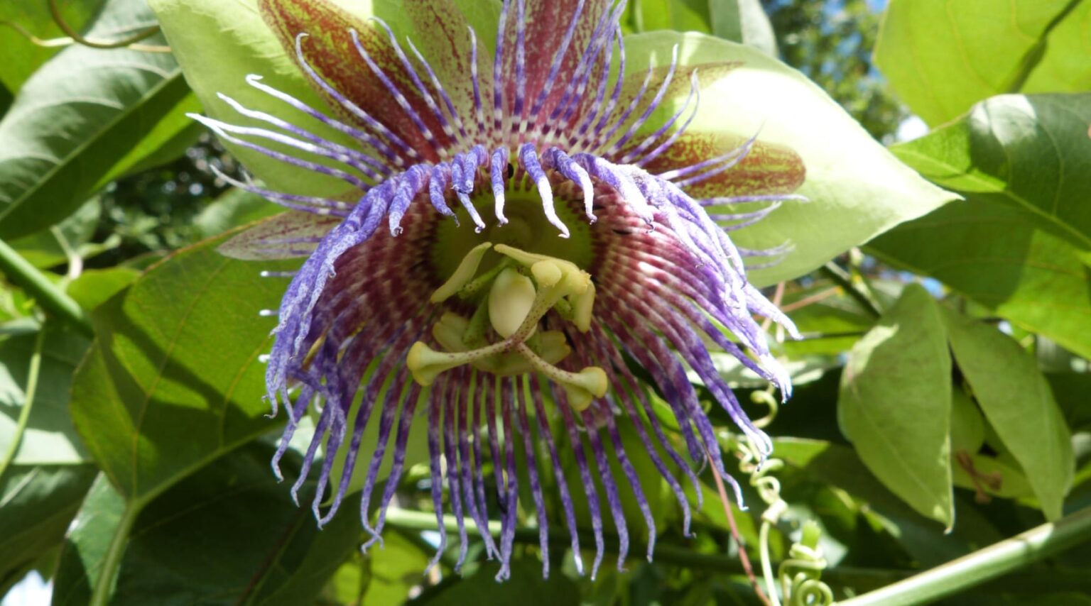 Nuestros productos – Pasifloras