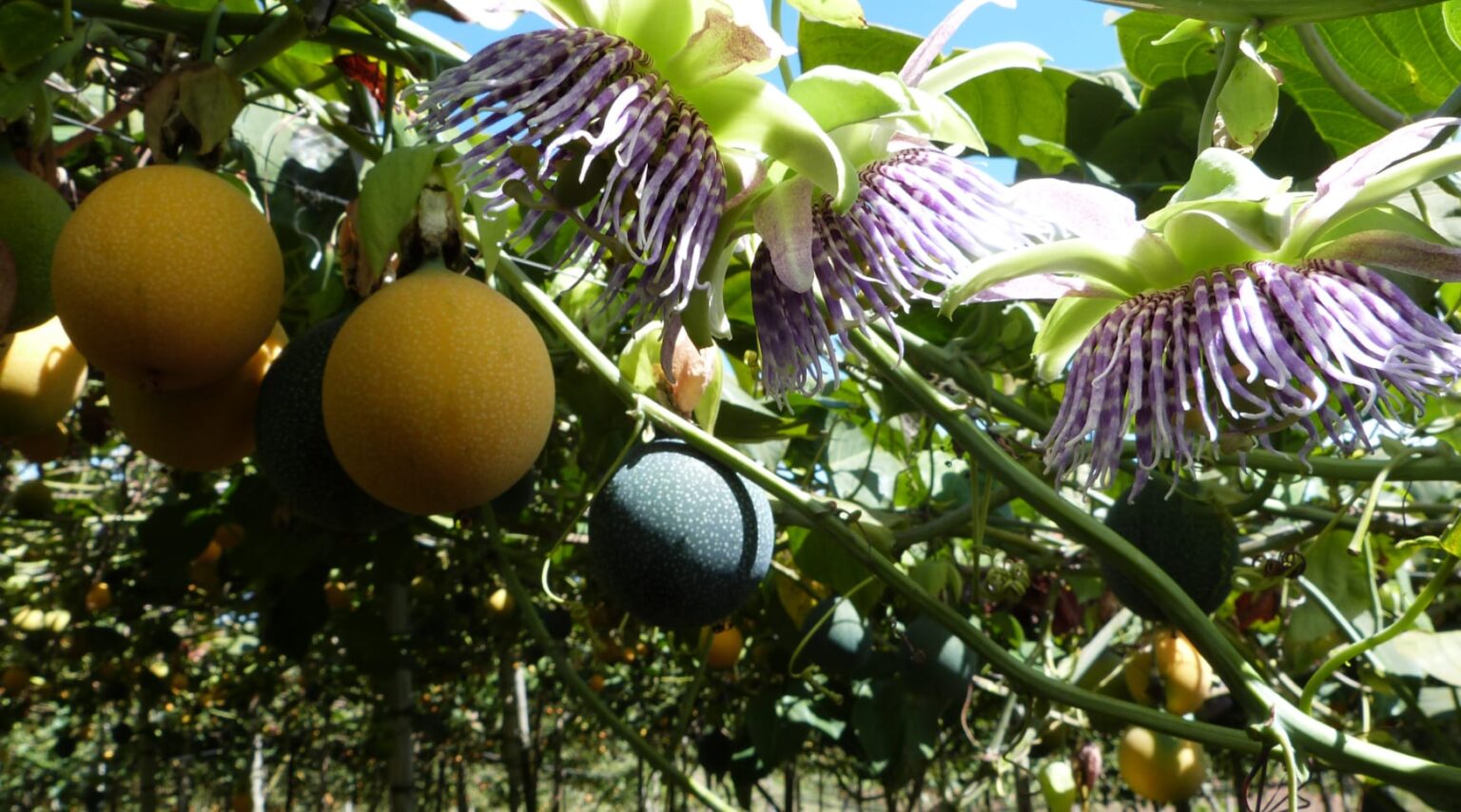 Inicio - Avance Pasifloras