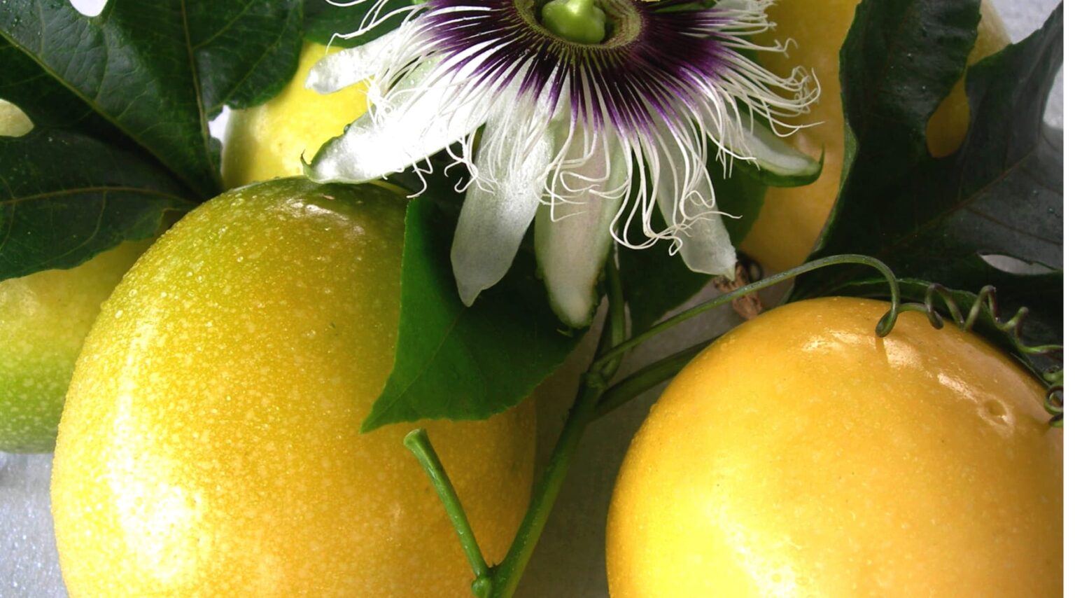 Nosotros – Pasifloras