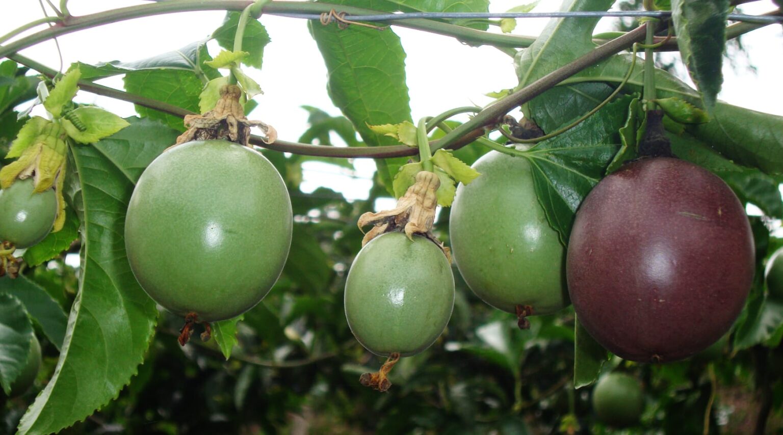 Nosotros – Pasifloras