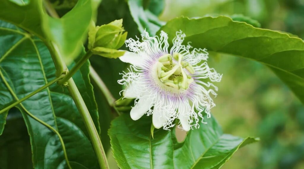 Nuestros productos – Pasifloras