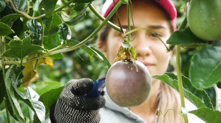 Propiedades funcionales y nutricionales de seis especies de Passiflora ...