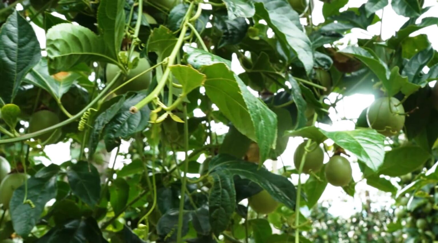 Nosotros – Pasifloras